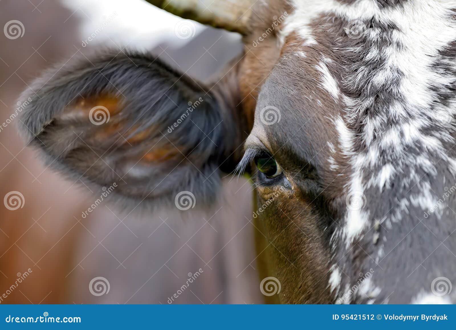 Ojo cercano de la vaca foto de archivo. Imagen de exterior - 95421512