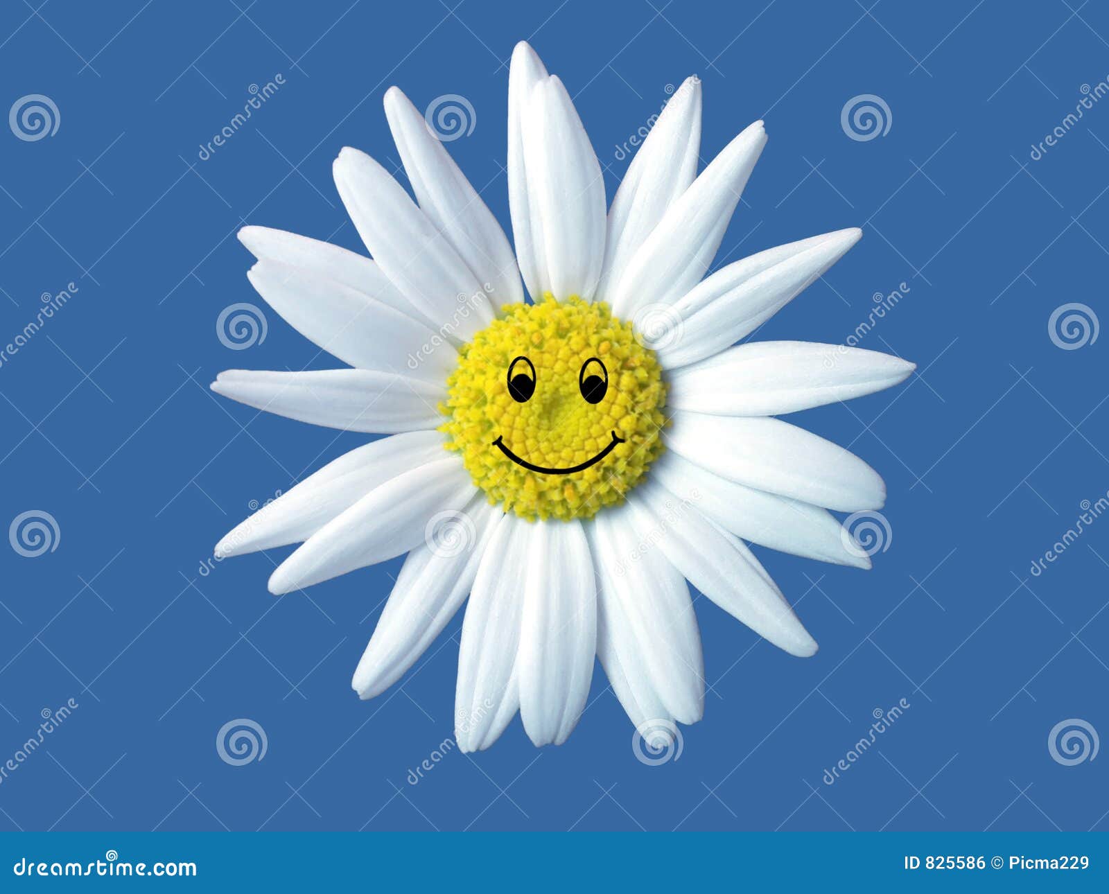 Ojo De Buey Blanco Con La Cara De Risa Foto de archivo - Imagen de ...