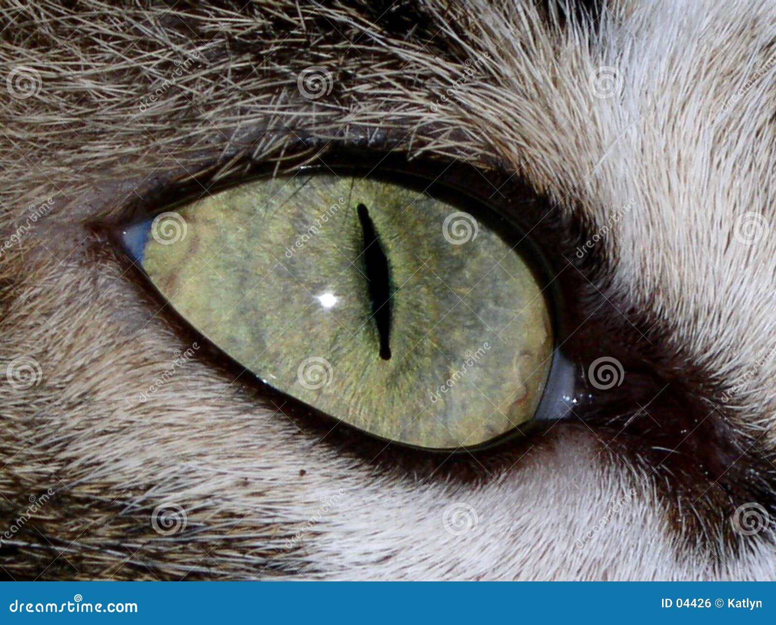 Ojo de gato foto de archivo. Imagen de peludo, gris, médico - 4426