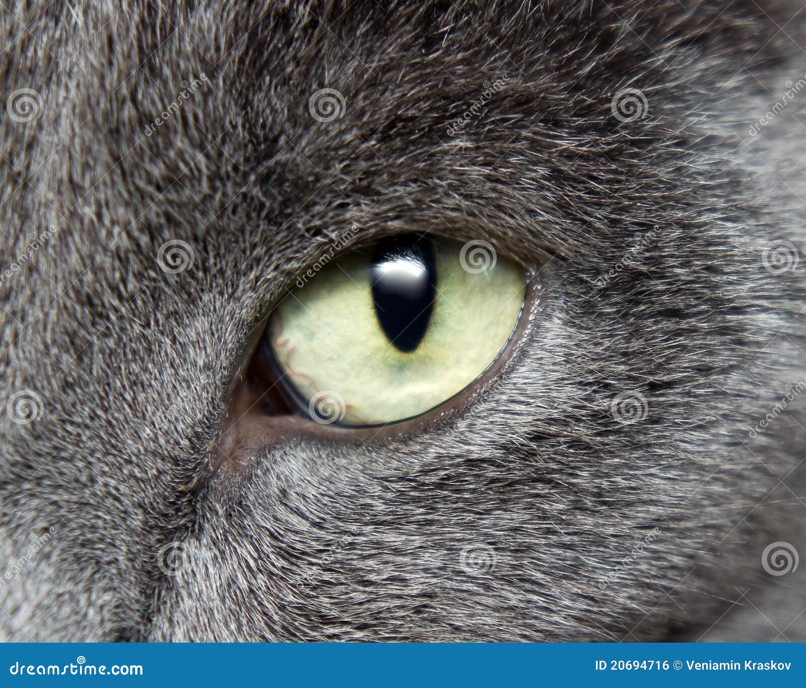 Ojo de gato foto de archivo. Imagen de adorable, grande - 20694716