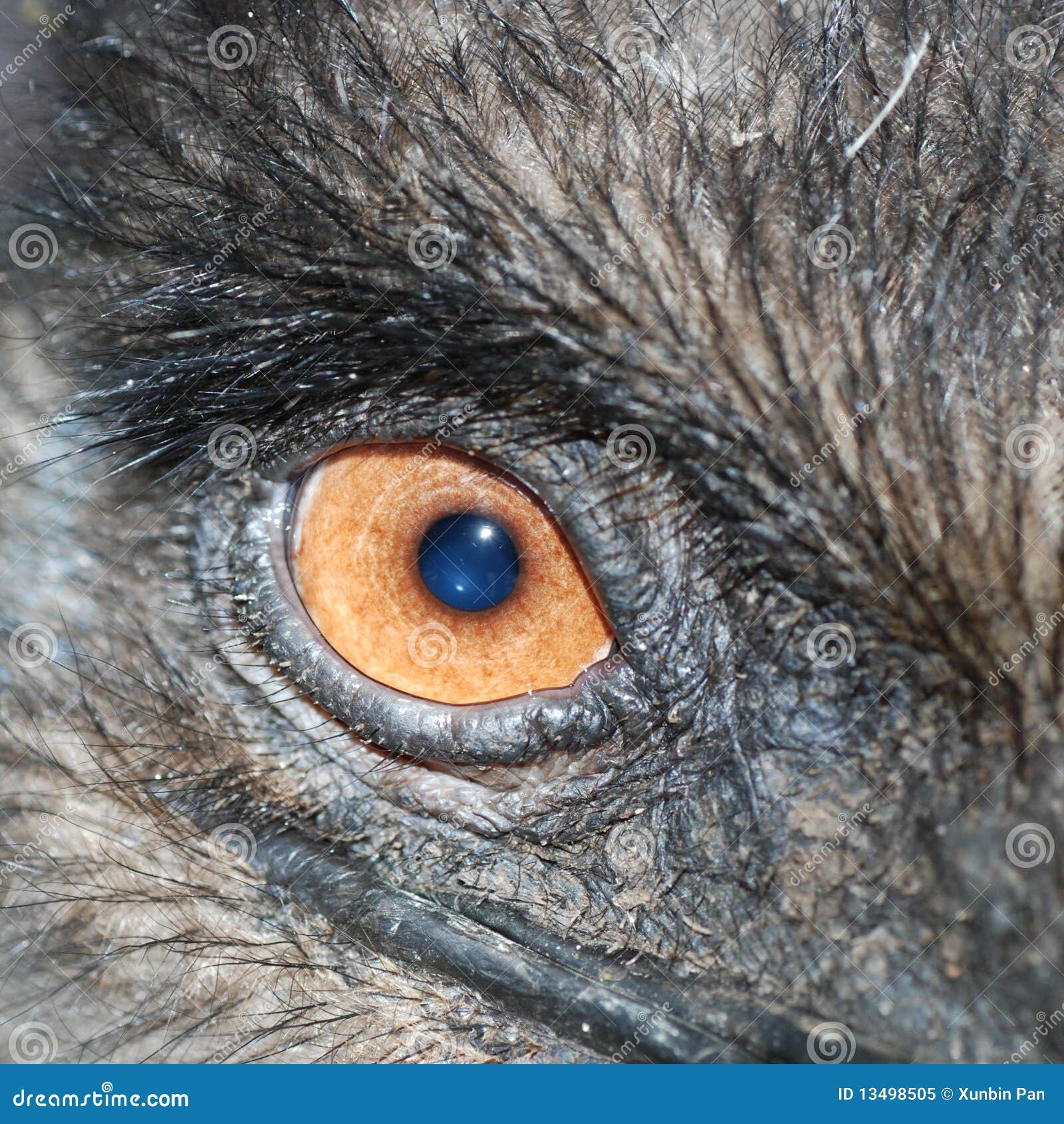 Ojo de la avestruz imagen de archivo. Imagen de fauna - 13498505