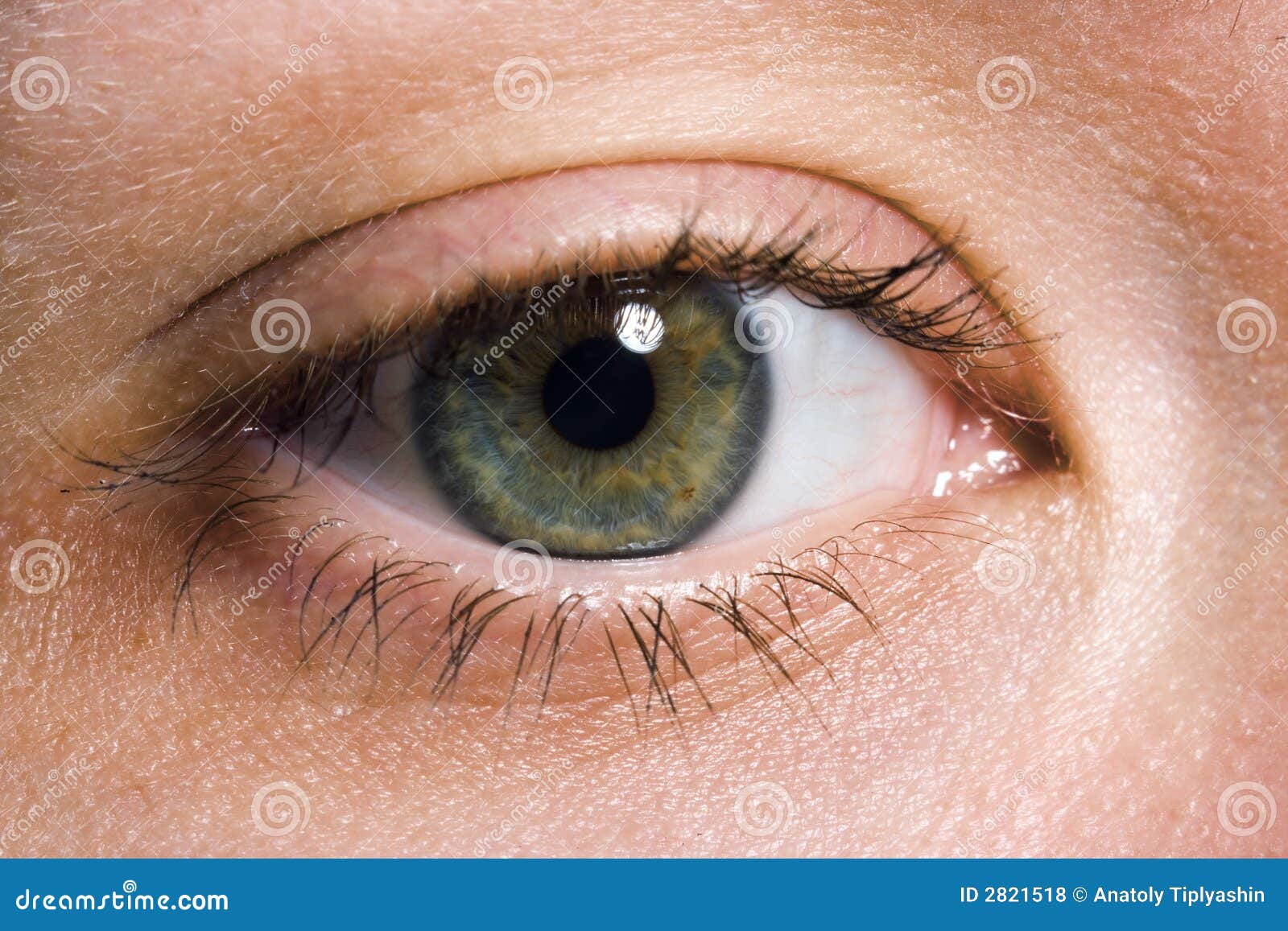 Ojo De La Macro De La Mujer Foto de archivo - Imagen de piel, fulgor ...