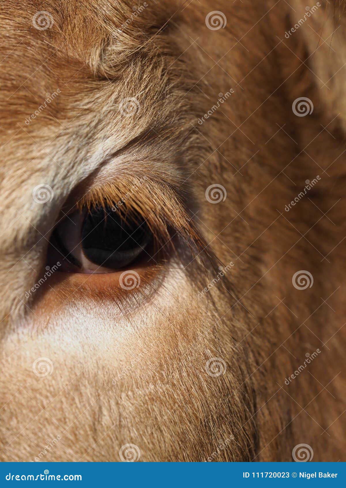 Ojo de la vaca imagen de archivo. Imagen de carne, becerro - 111720023