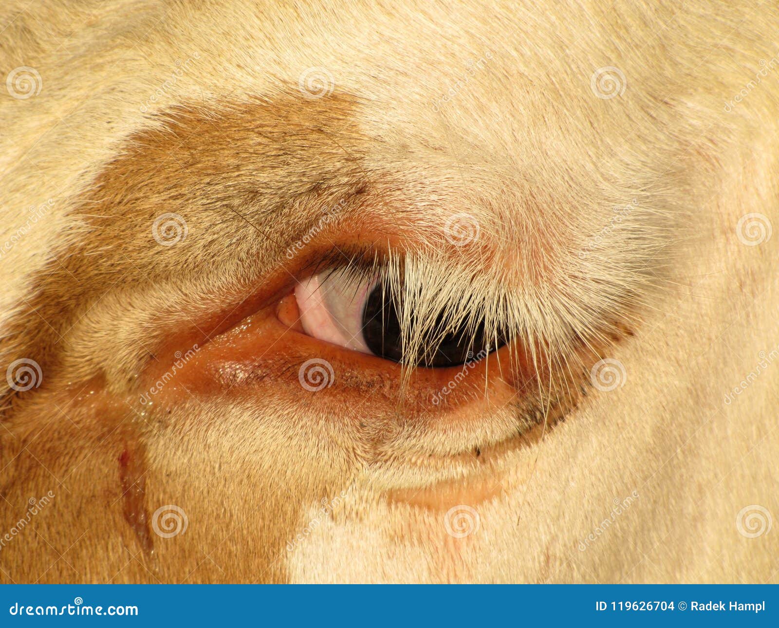 Ojo de la vaca foto de archivo. Imagen de mirada, vaca - 119626704