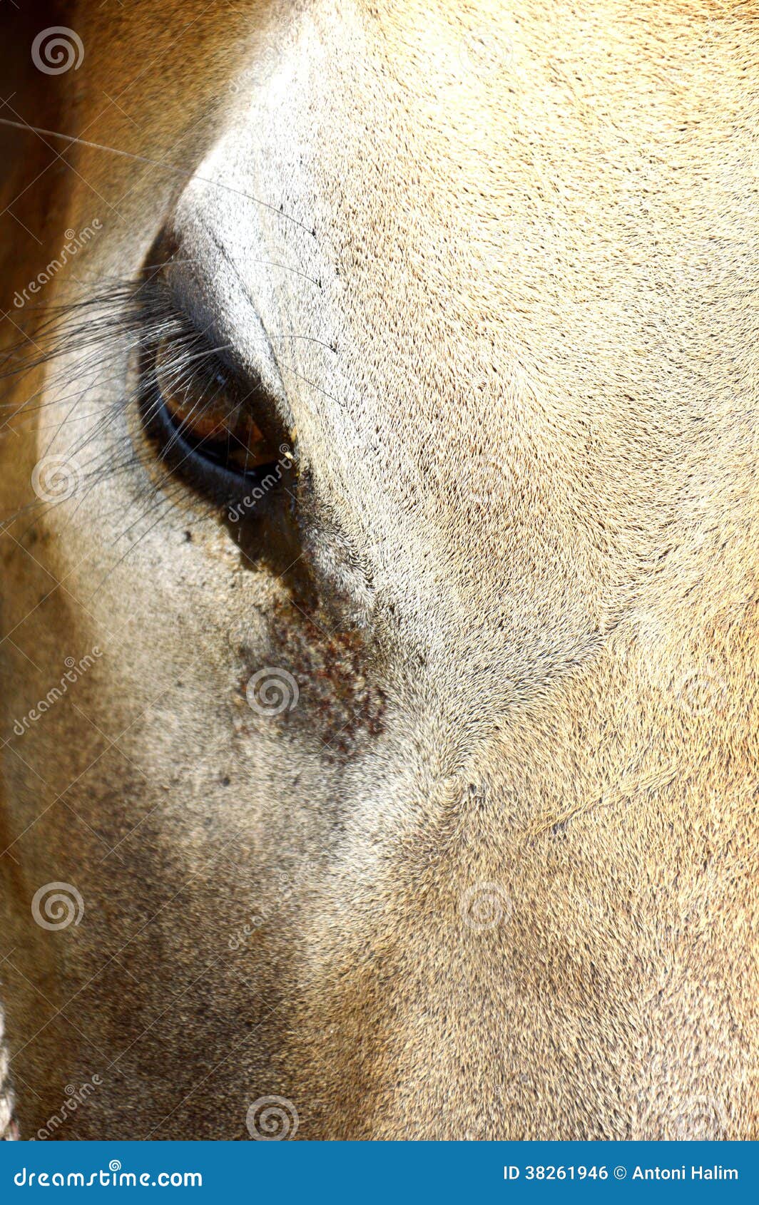 Ojo de la vaca foto de archivo. Imagen de detalle, hierba - 38261946