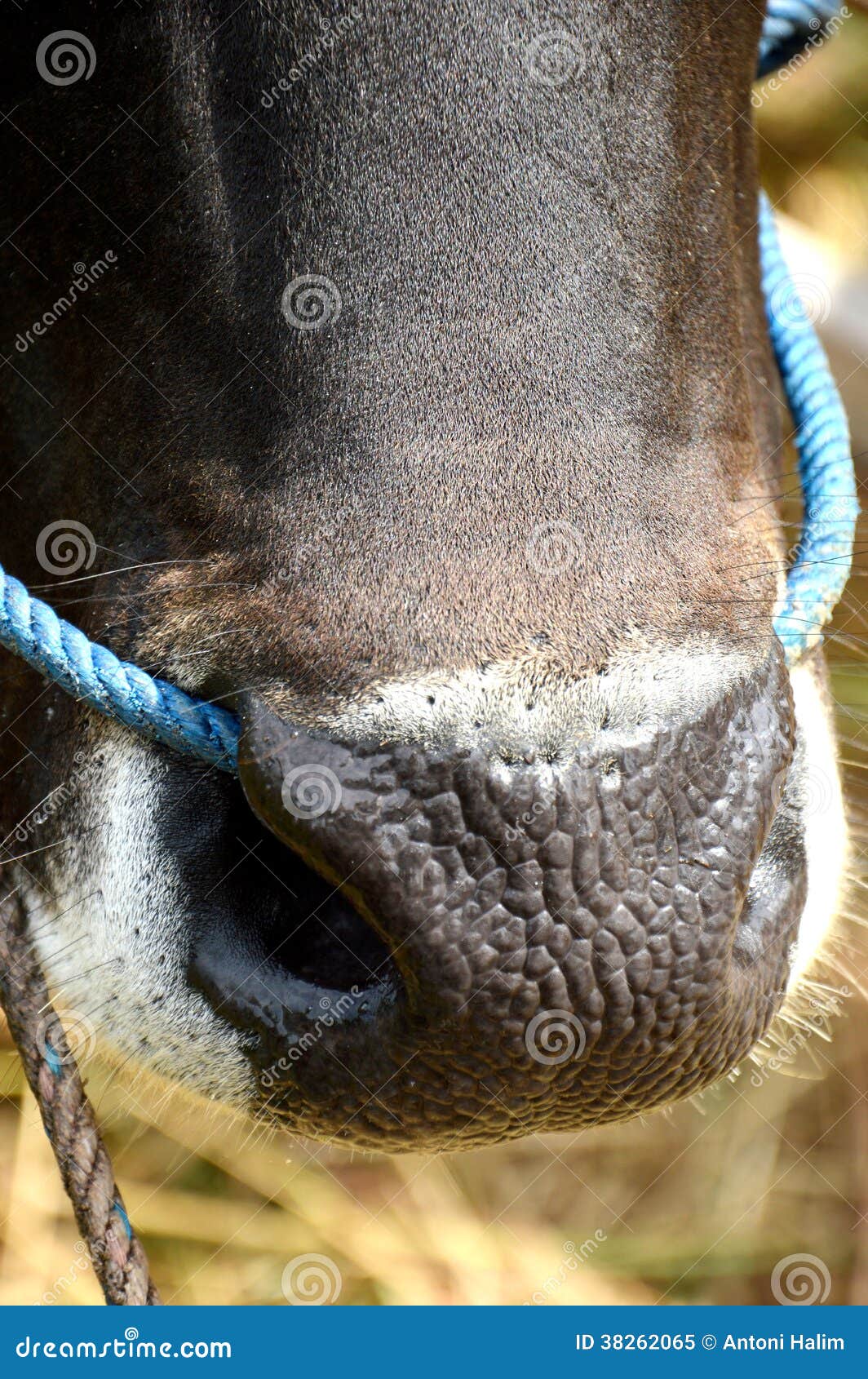 Ojo de la vaca imagen de archivo. Imagen de doméstico - 38262065