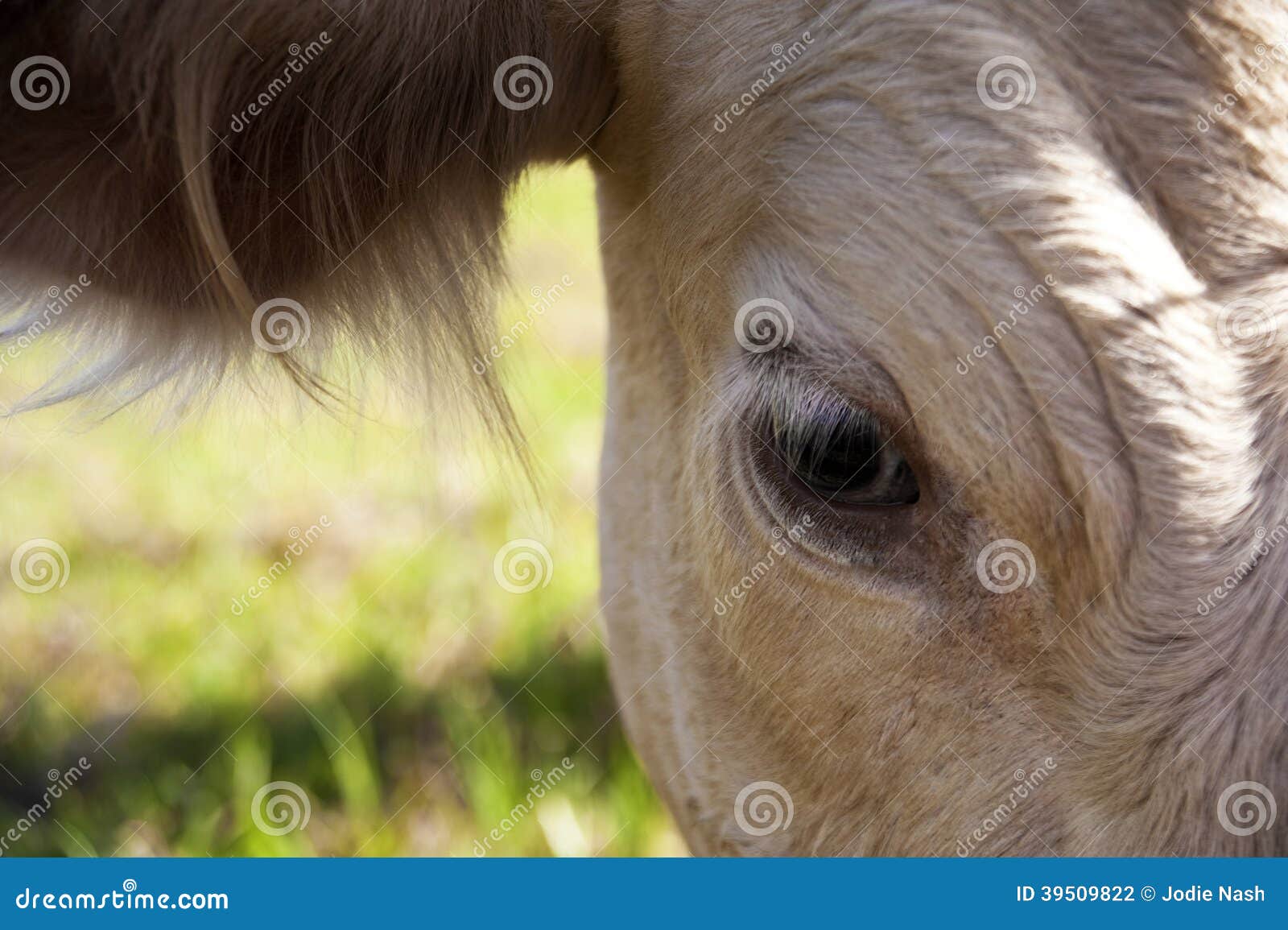 Ojo de la vaca foto de archivo. Imagen de mirando, macro - 39509822