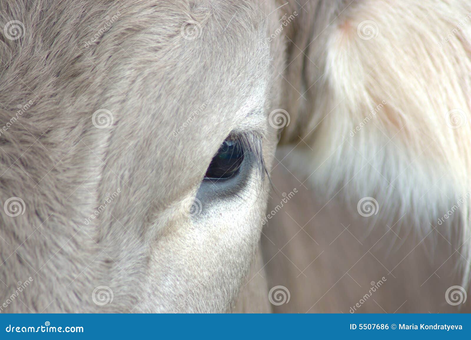 Ojo de la vaca foto de archivo. Imagen de color, doméstico - 5507686