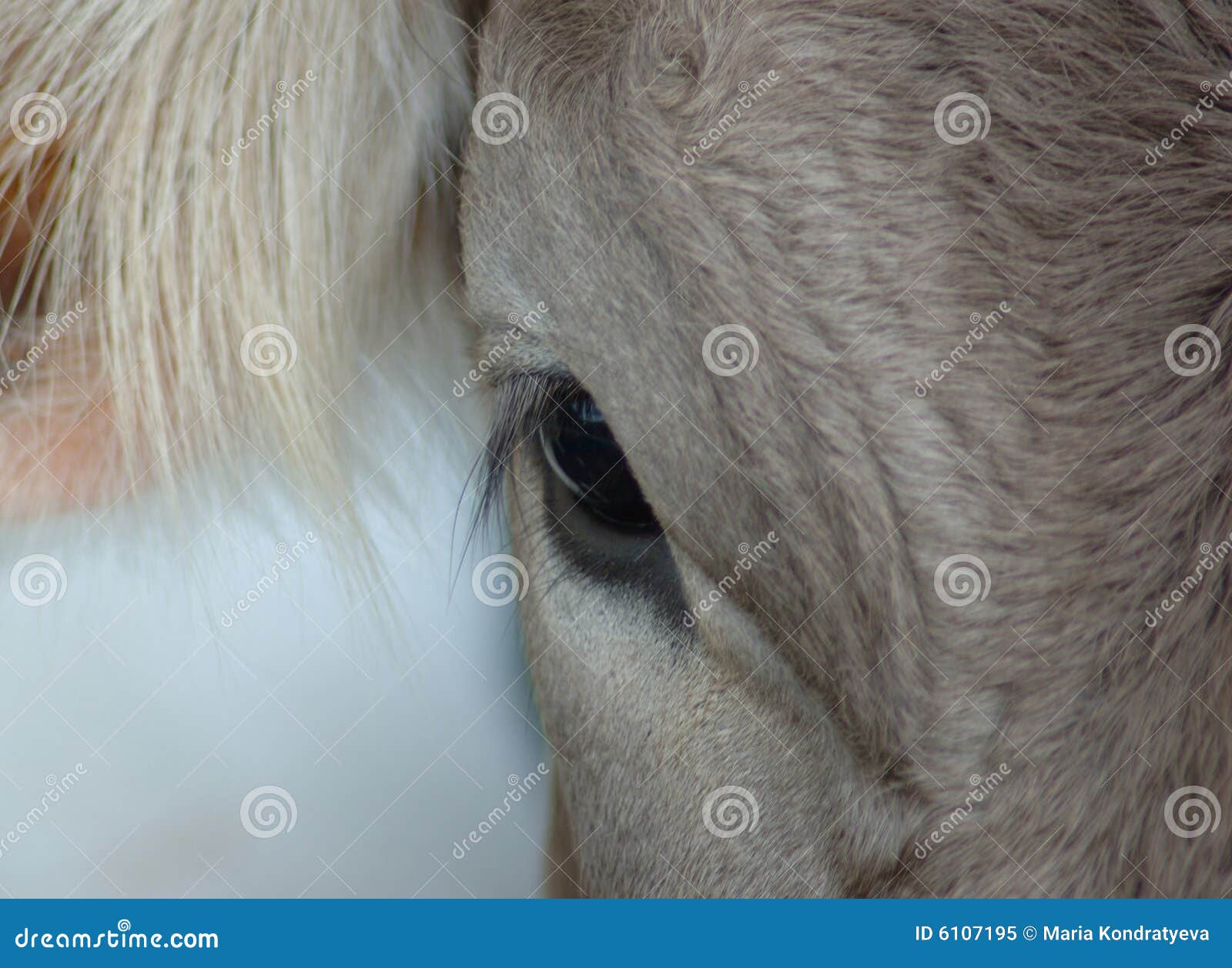 Ojo de la vaca imagen de archivo. Imagen de vaca, pista - 6107195