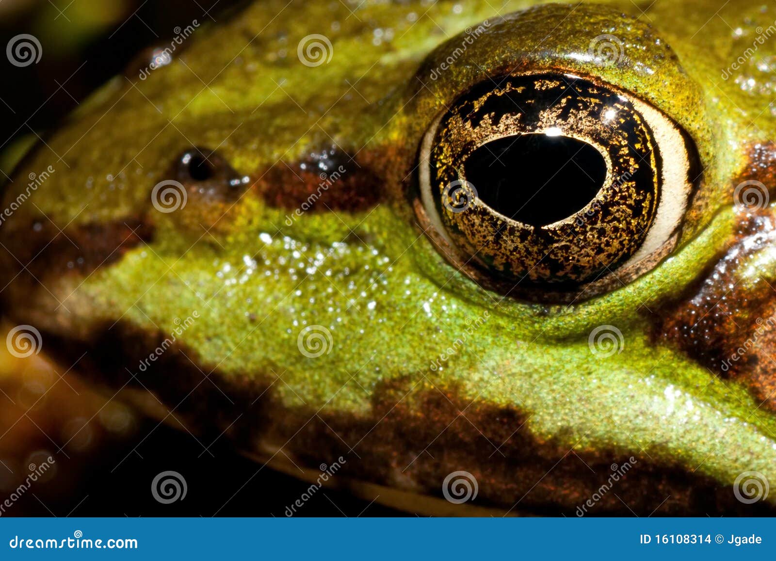 Ojo de las ranas verdes foto de archivo. Imagen de endangered - 16108314