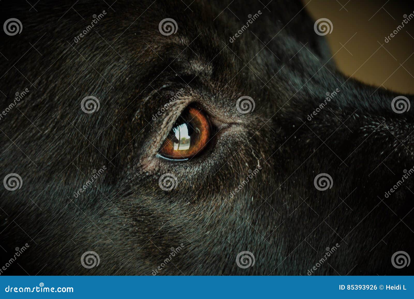 Ojo de los perros foto de archivo. Imagen de sentada - 85393926