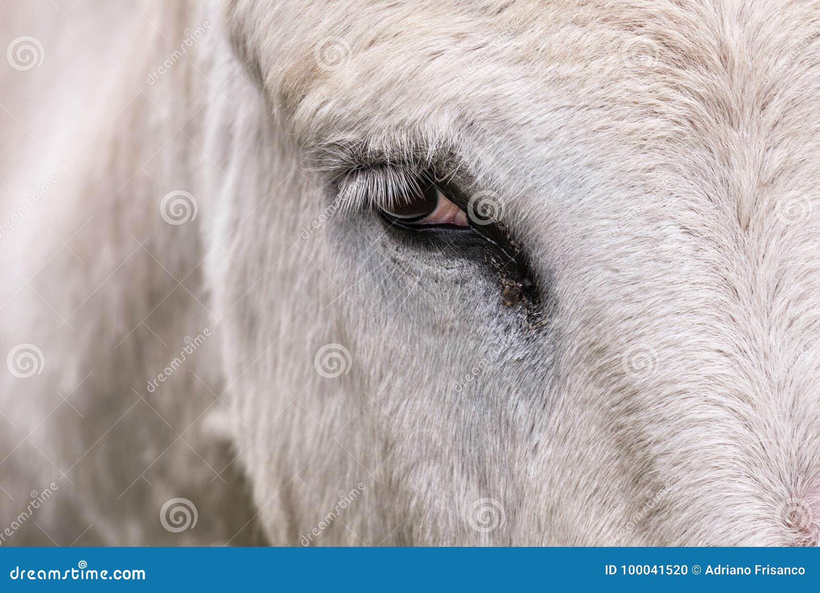 Ojo de un burro blanco foto de archivo. Imagen de equino - 100041520