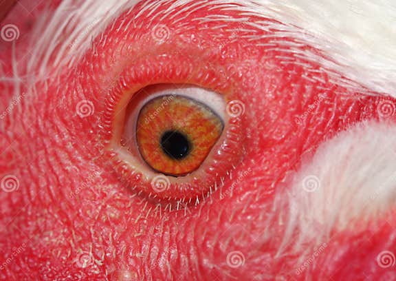 Ojo de un pollo imagen de archivo. Imagen de pollo, poultry - 9126757