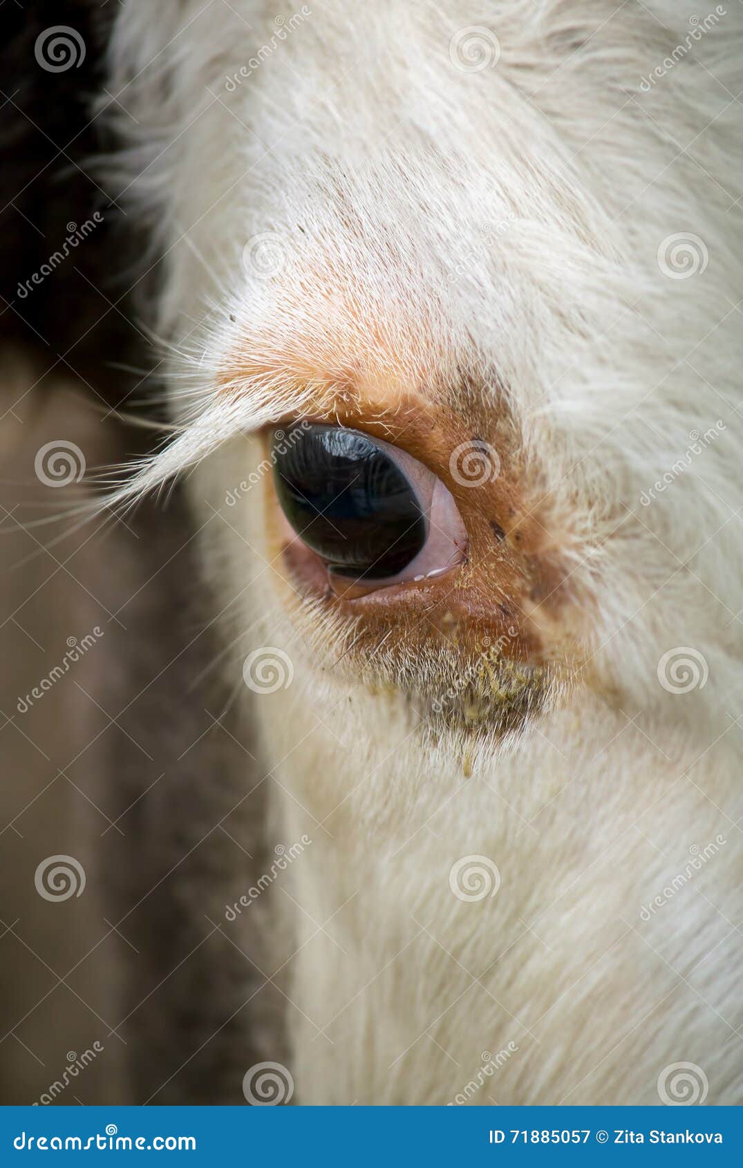 Ojo de una vaca imagen de archivo. Imagen de macro, grande - 71885057