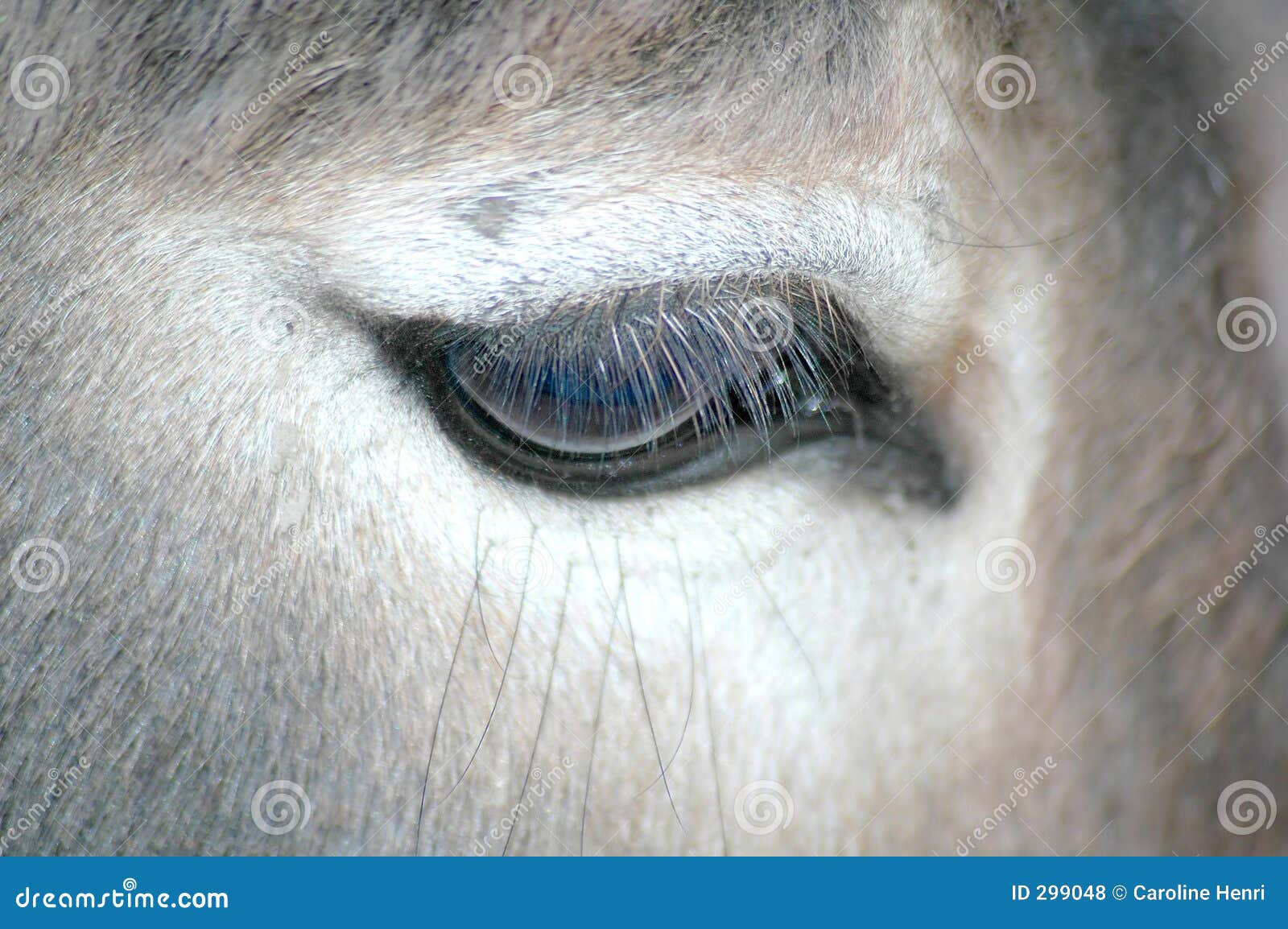 Ojo del burro foto de archivo. Imagen de cubo, prado, fauna - 299048