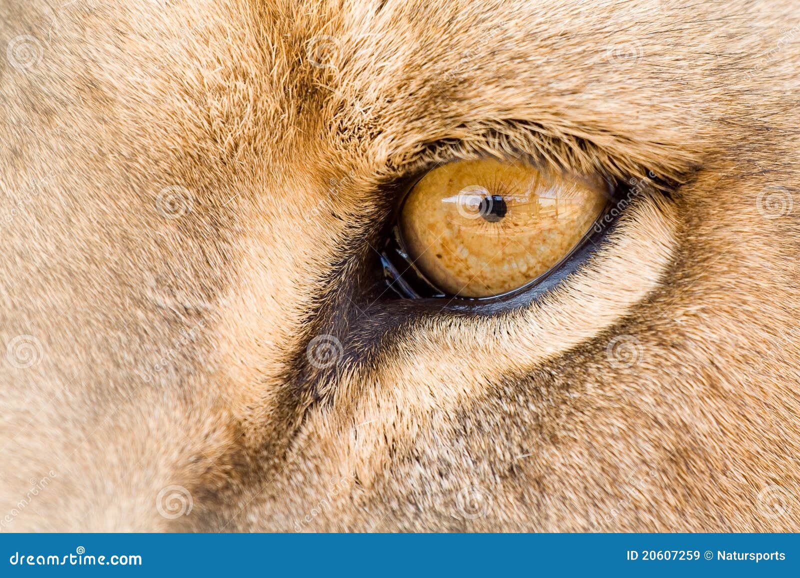 Ojo del león imagen de archivo. Imagen de fauna, leones - 20607259