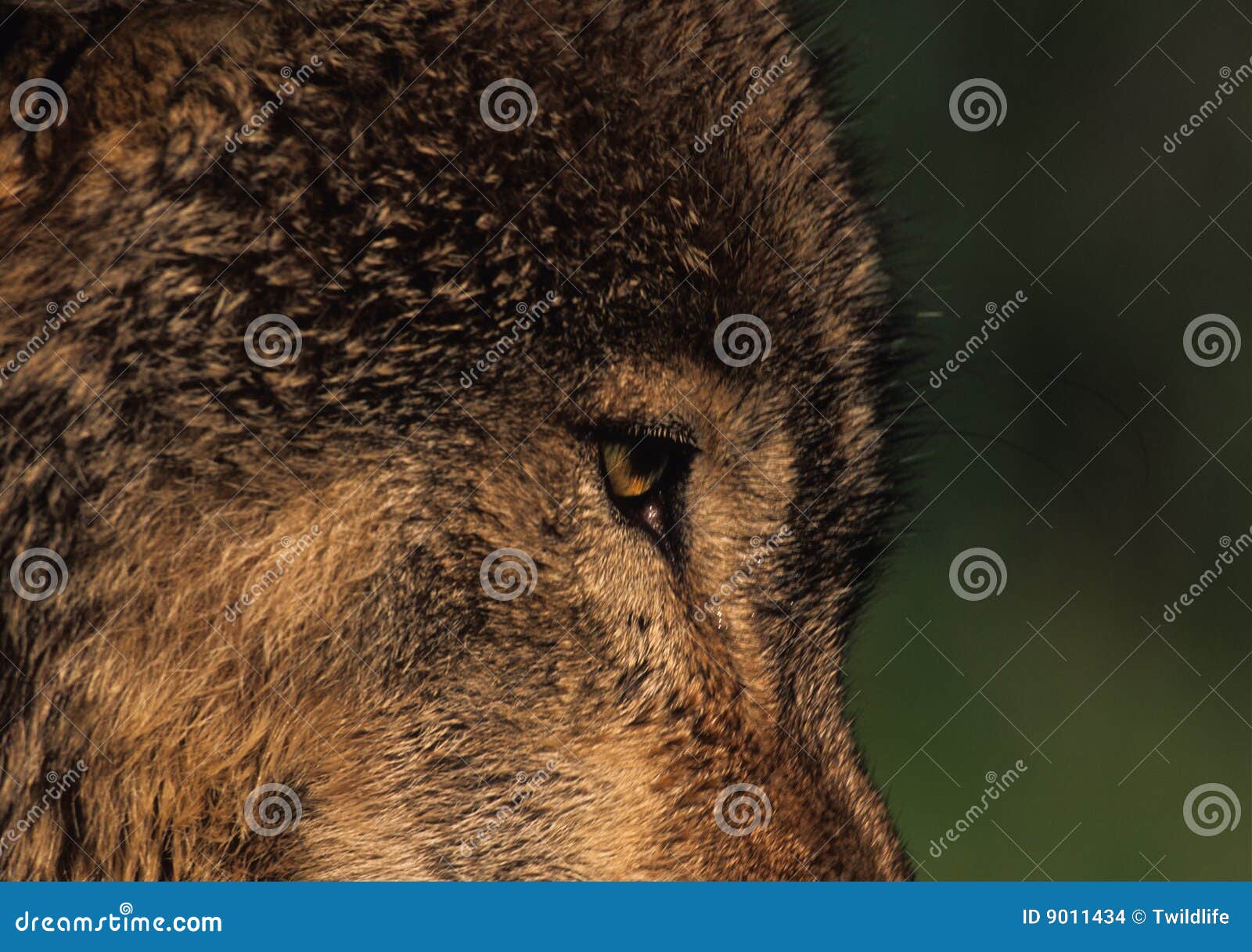 Ojo del lobo foto de archivo. Imagen de lobo, salvaje - 9011434