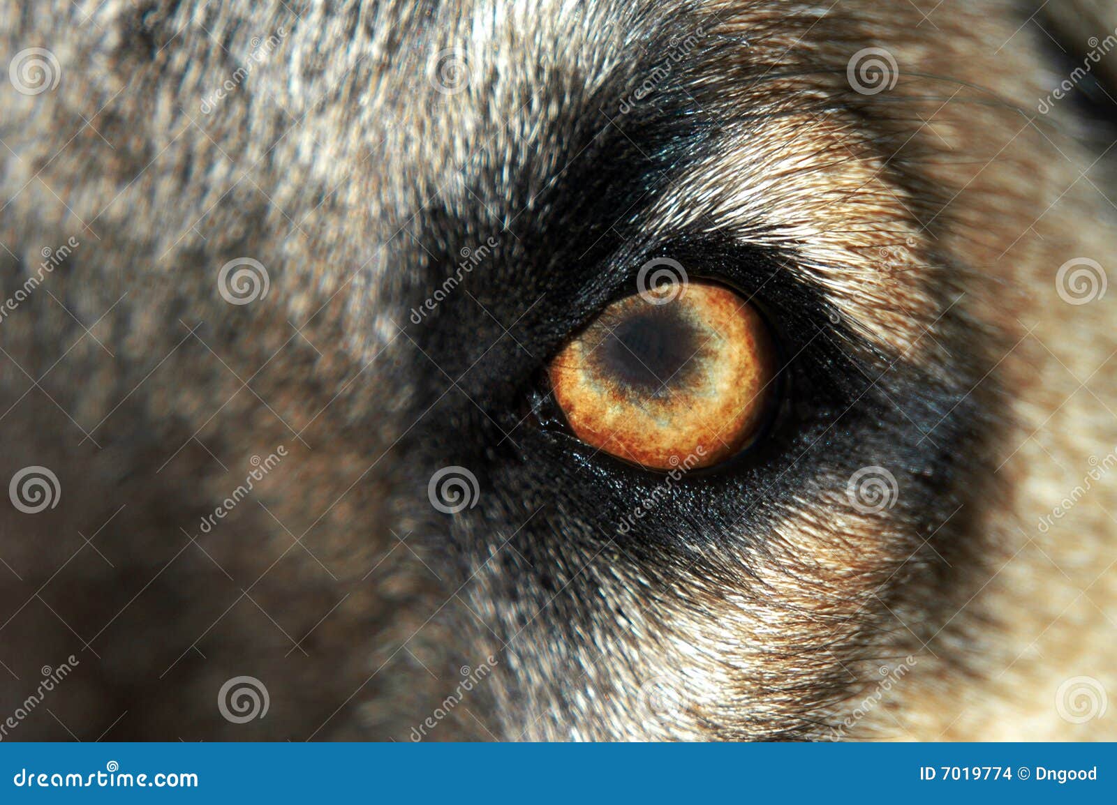 Ojo del lobo - Normal foto de archivo. Imagen de vicioso - 7019774