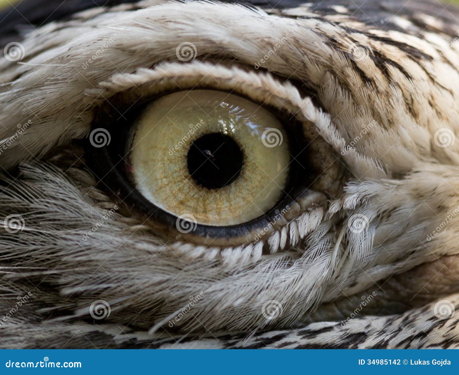 Ojo del pájaro foto de archivo. Imagen de aldea, menos - 34985142