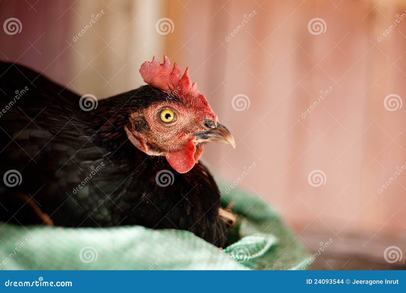 Ojo Del Pollo Stock Images - Download 2,419 Photos