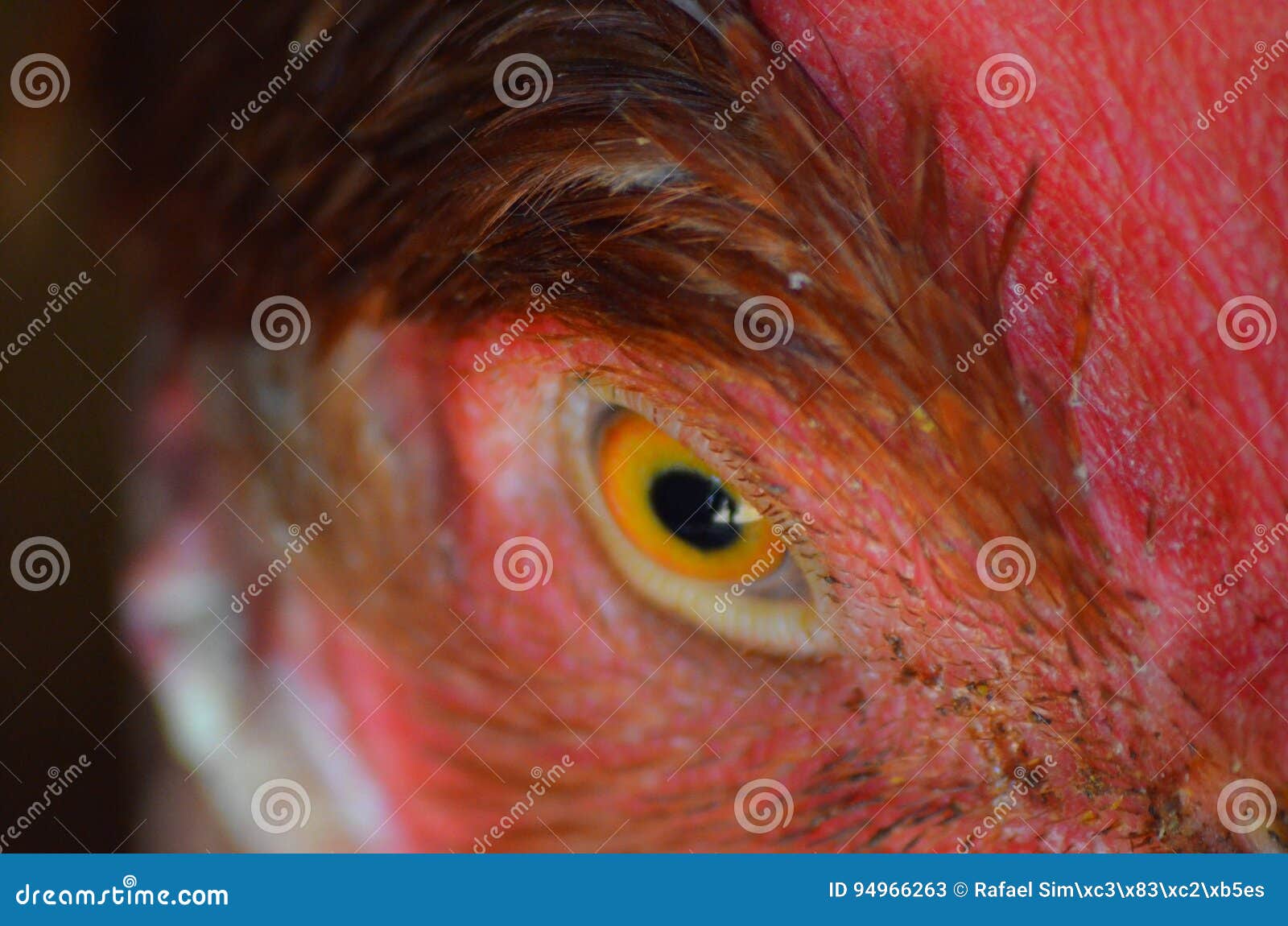 Ojo del pollo imagen de archivo. Imagen de acero, sabio - 94966263