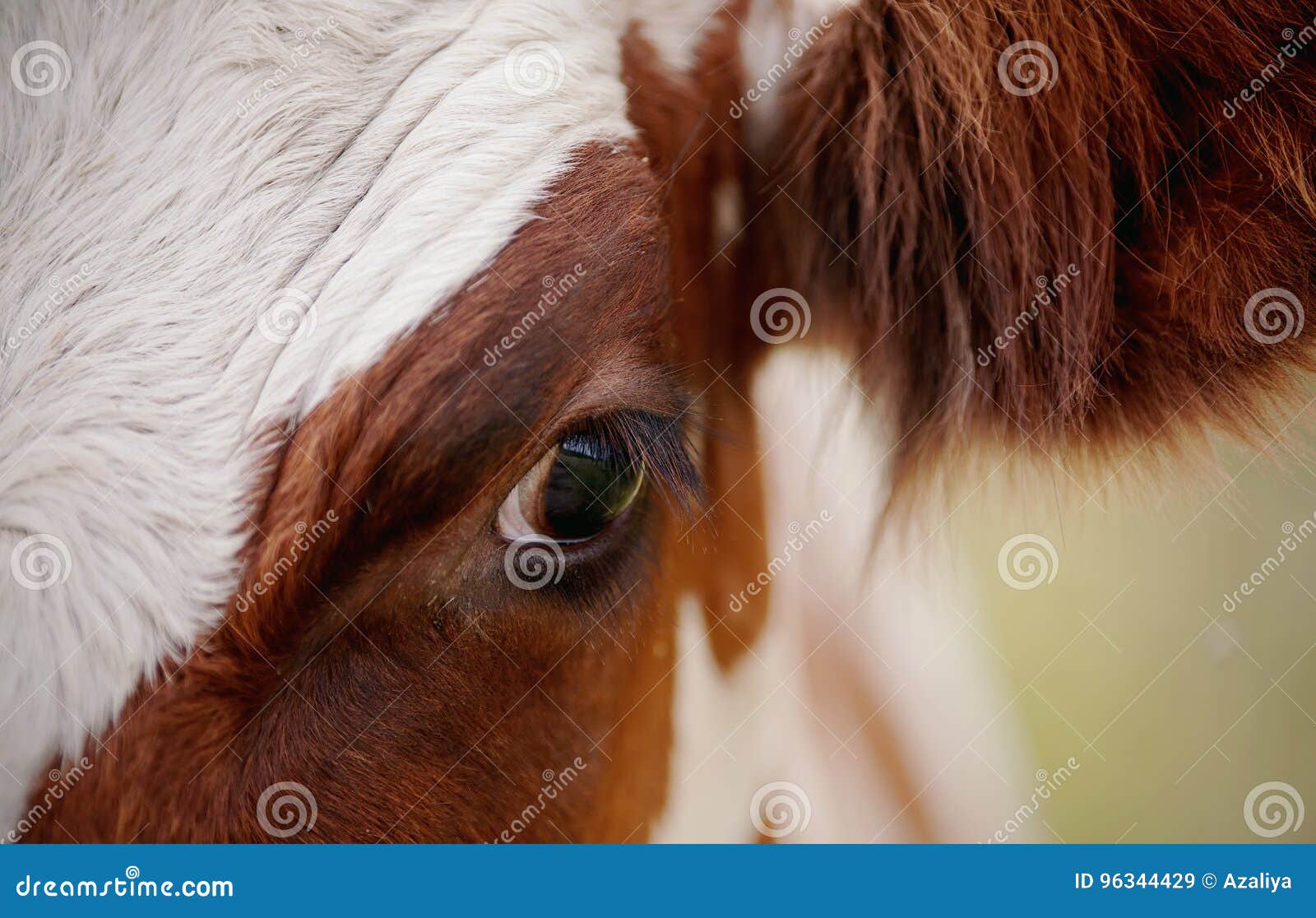 Ojo Hermoso Grande De La Vaca, Primer Imagen de archivo - Imagen de ...