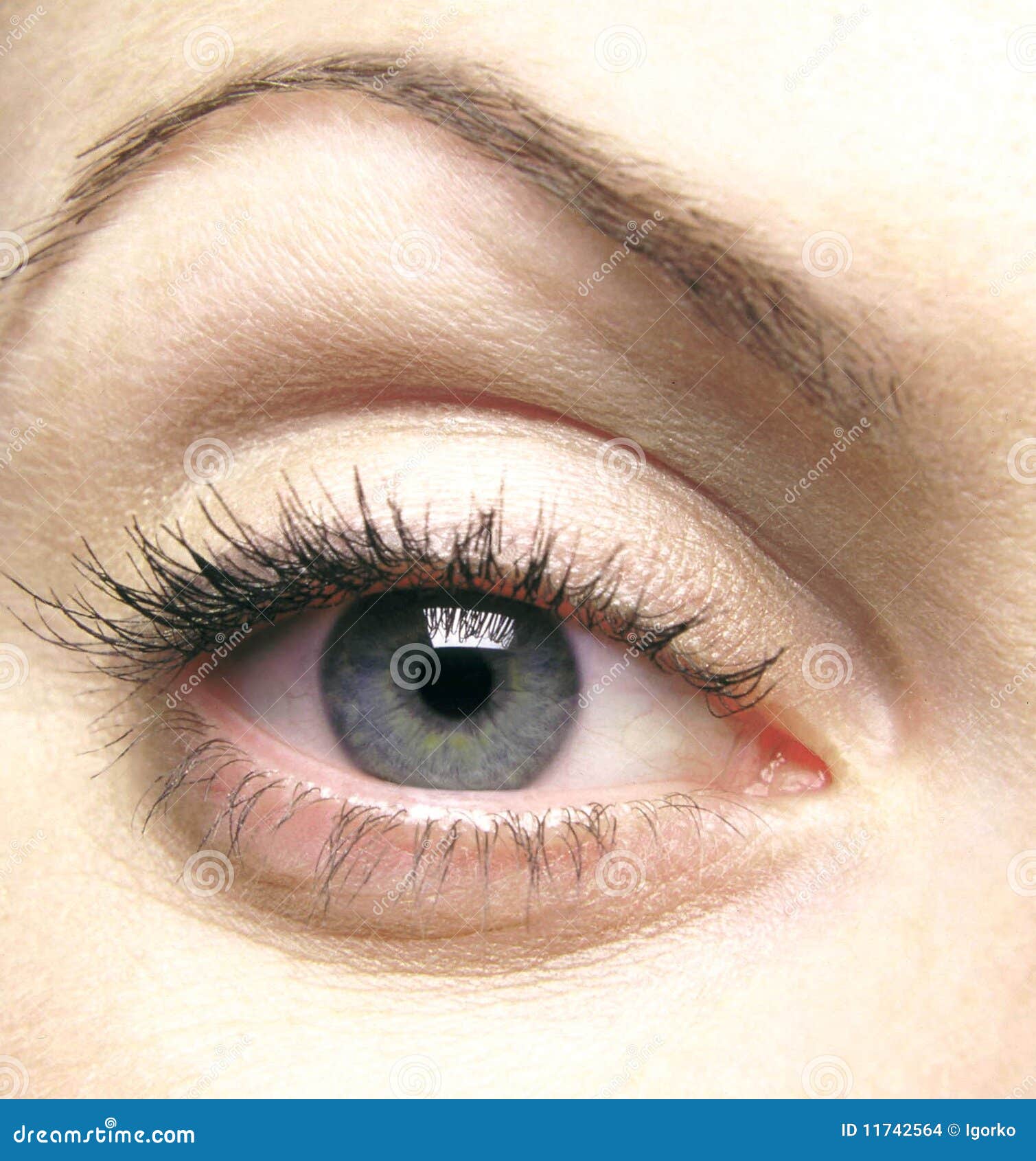 Ojo humano foto de archivo. Imagen de make, woman, face - 11742564