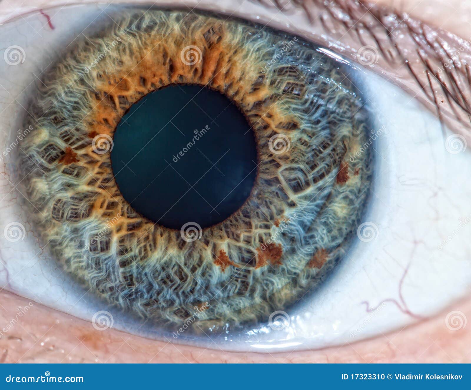 Ojo humano foto de archivo. Imagen de macro, humano, primer - 17323310