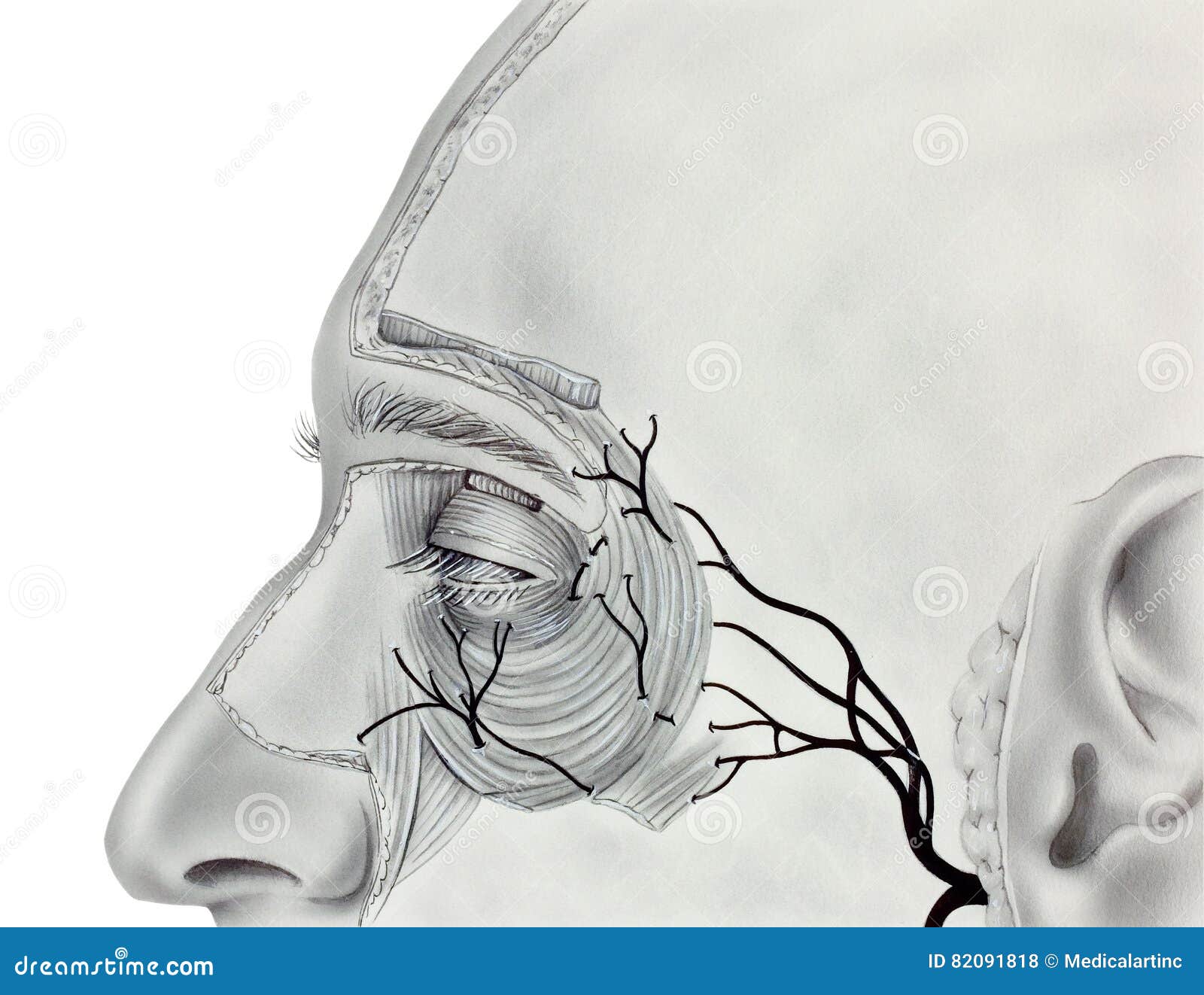Ojo - Músculos Y Nervios Próximos Foto de archivo - Imagen de vista ...