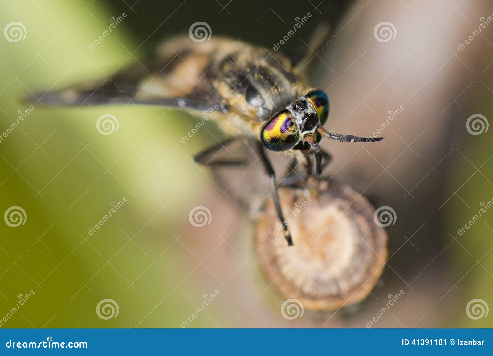 Ojo Multicolor De La Abeja De La Avispa Imagen de archivo - Imagen de ...