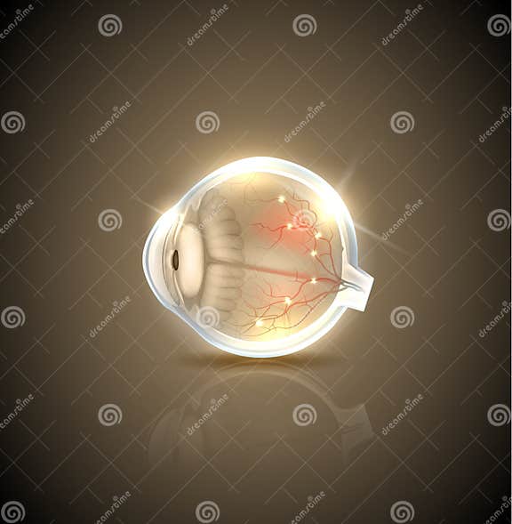 Ojo normal humano ilustración del vector. Ilustración de fondo - 51616455