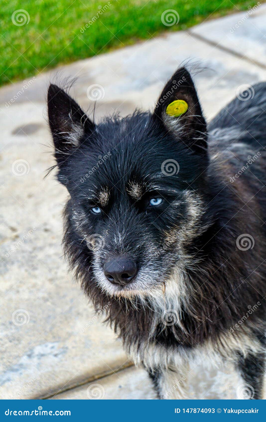 Ojos Azules De Un Lobo Sin Hogar Perdido Imagen de archivo - Imagen de ...