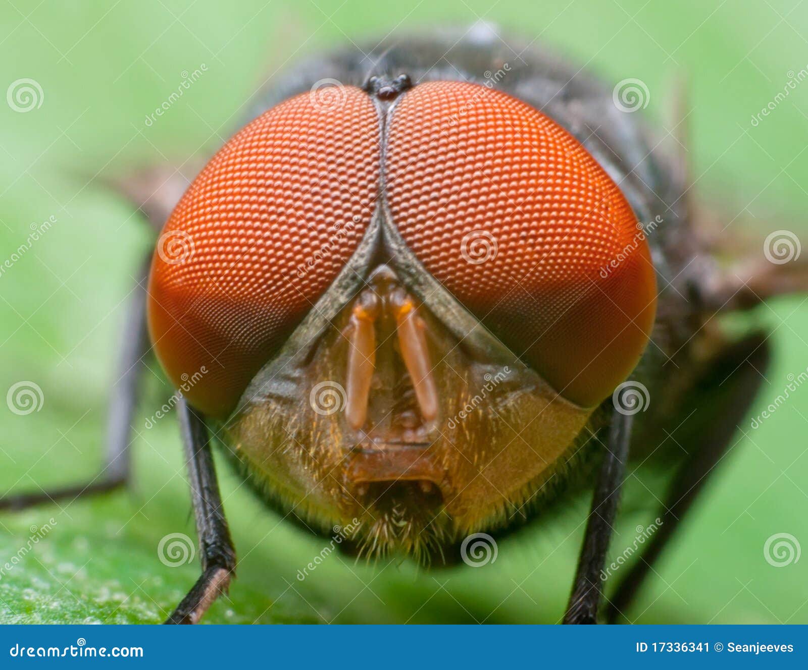 Ojos Insectos Mosca Macro