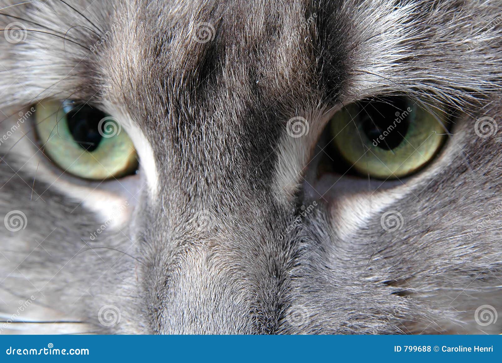 Ojos de gato foto de archivo. Imagen de gato, animal, cubo - 799688