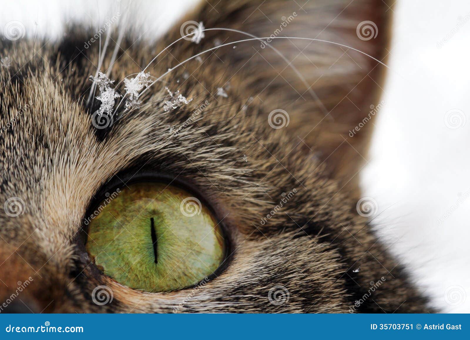 Ojos de gatos grandes imagen de archivo. Imagen de descarado - 35703751