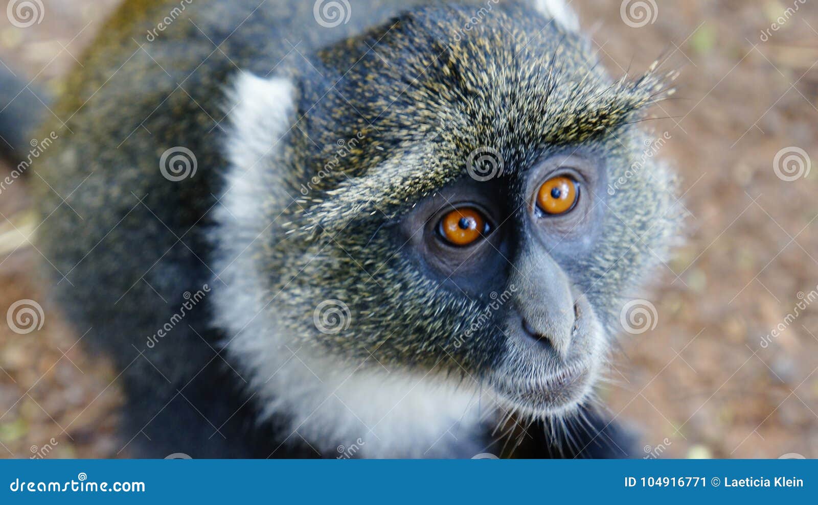 Ojos de la cara del mono imagen de archivo. Imagen de mono - 104916771
