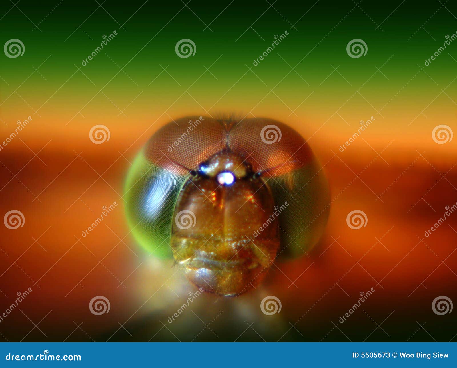 Ojos de la libélula imagen de archivo. Imagen de foco - 5505673