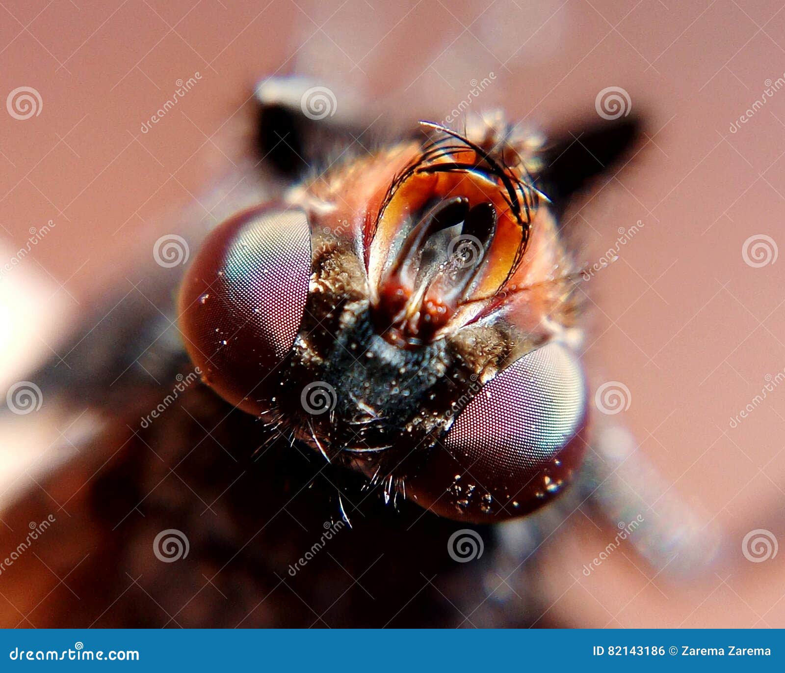Ojos De La Macro De La Mosca Foto de archivo - Imagen de mosca, nublado ...