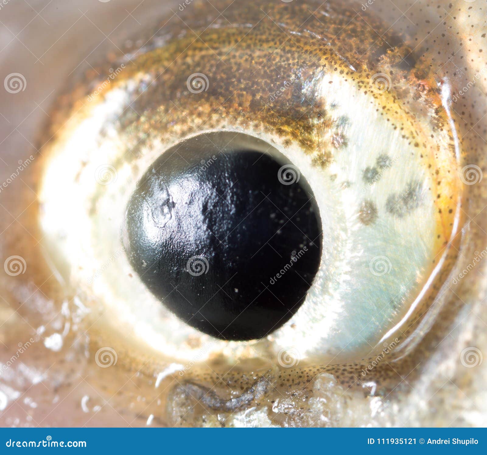 Ojos de pescados Macro imagen de archivo. Imagen de ojos - 111935121