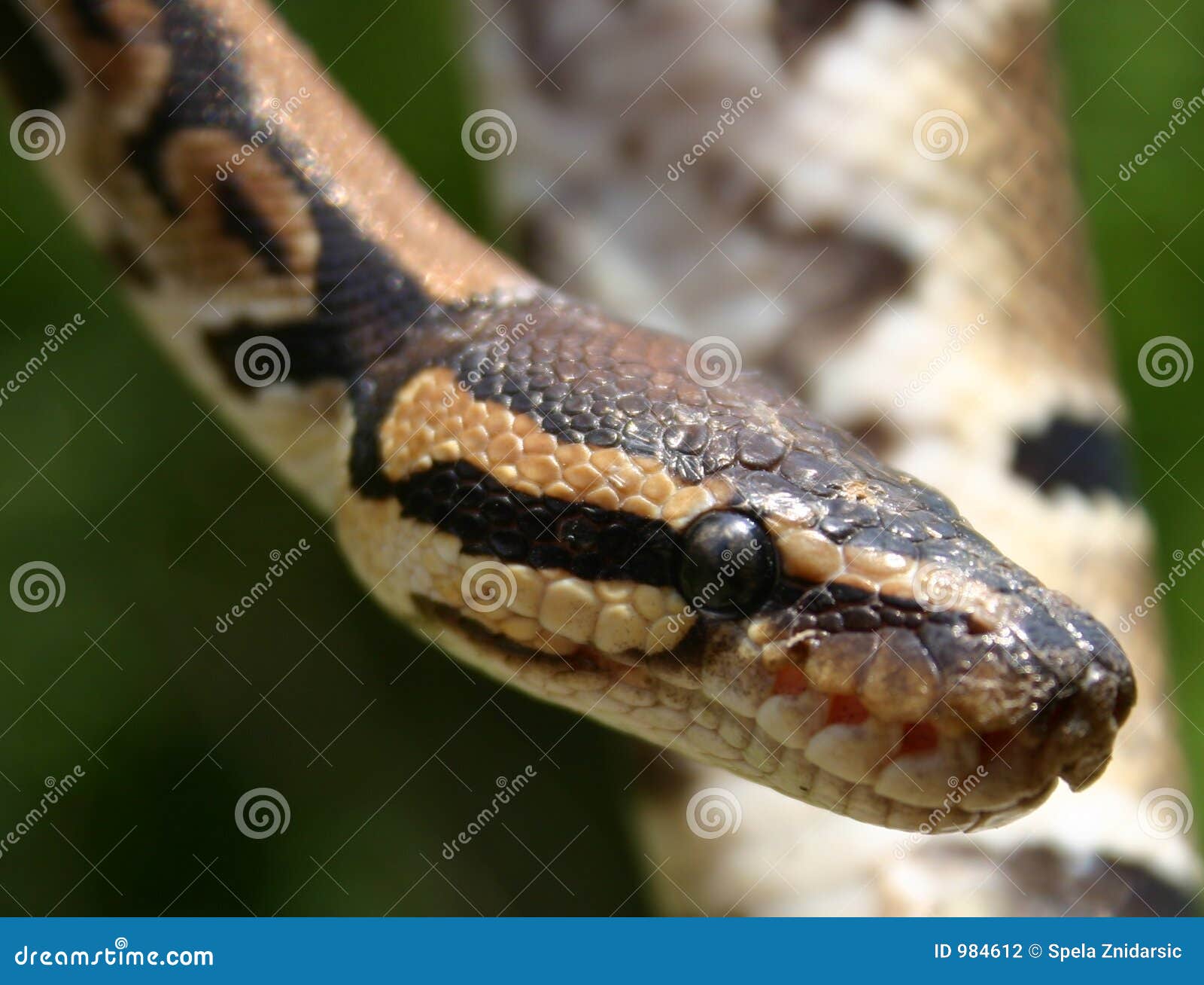 Ojos de serpiente foto de archivo. Imagen de reptil, mascota - 984612