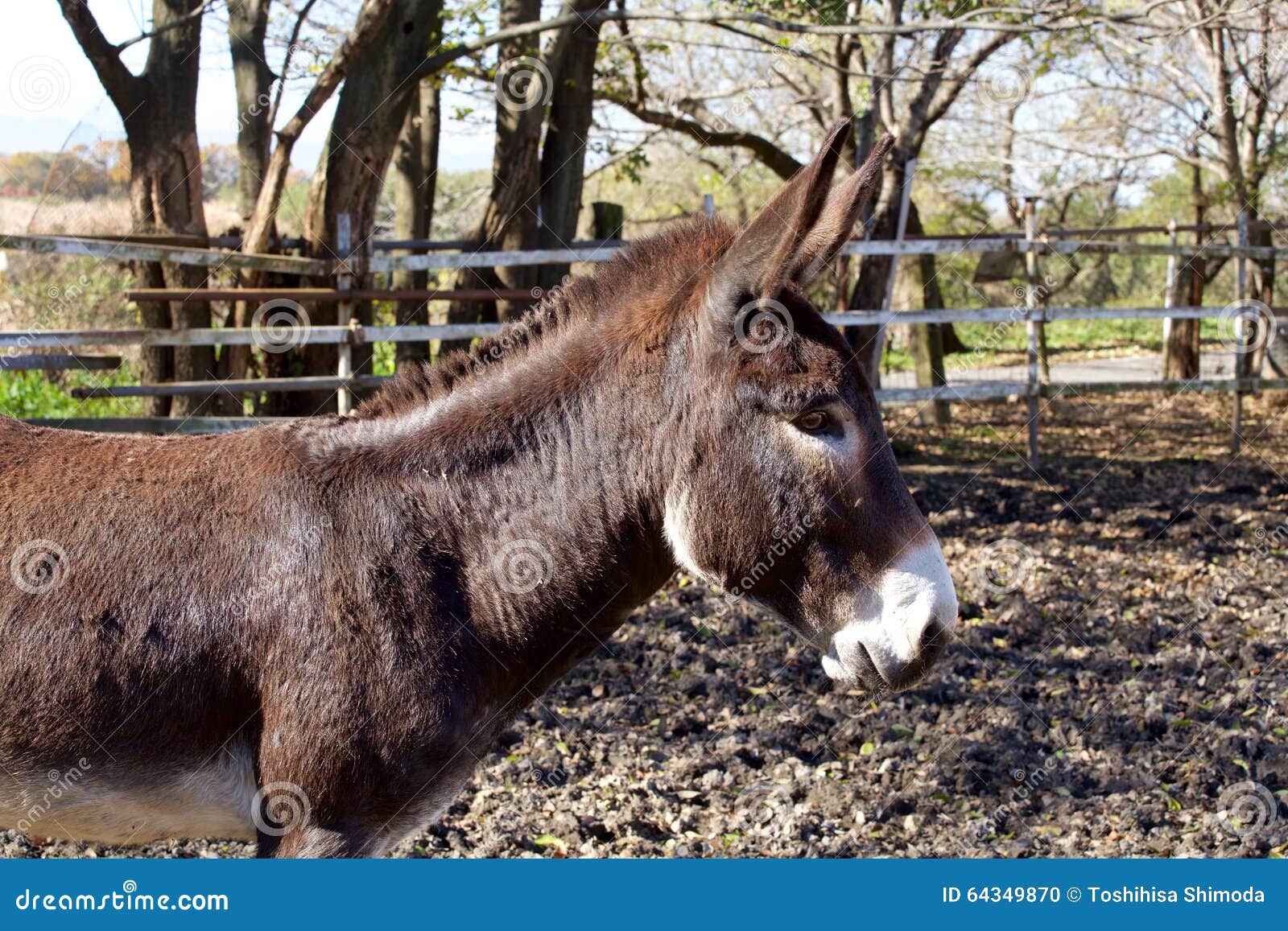 Ojos de un burro foto de archivo. Imagen de primer, gris - 64349870