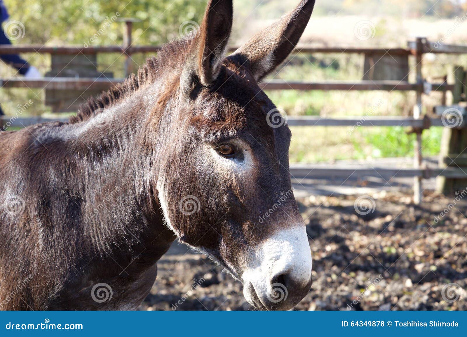 Ojos de un burro foto de archivo. Imagen de cubo, divertido - 64349878