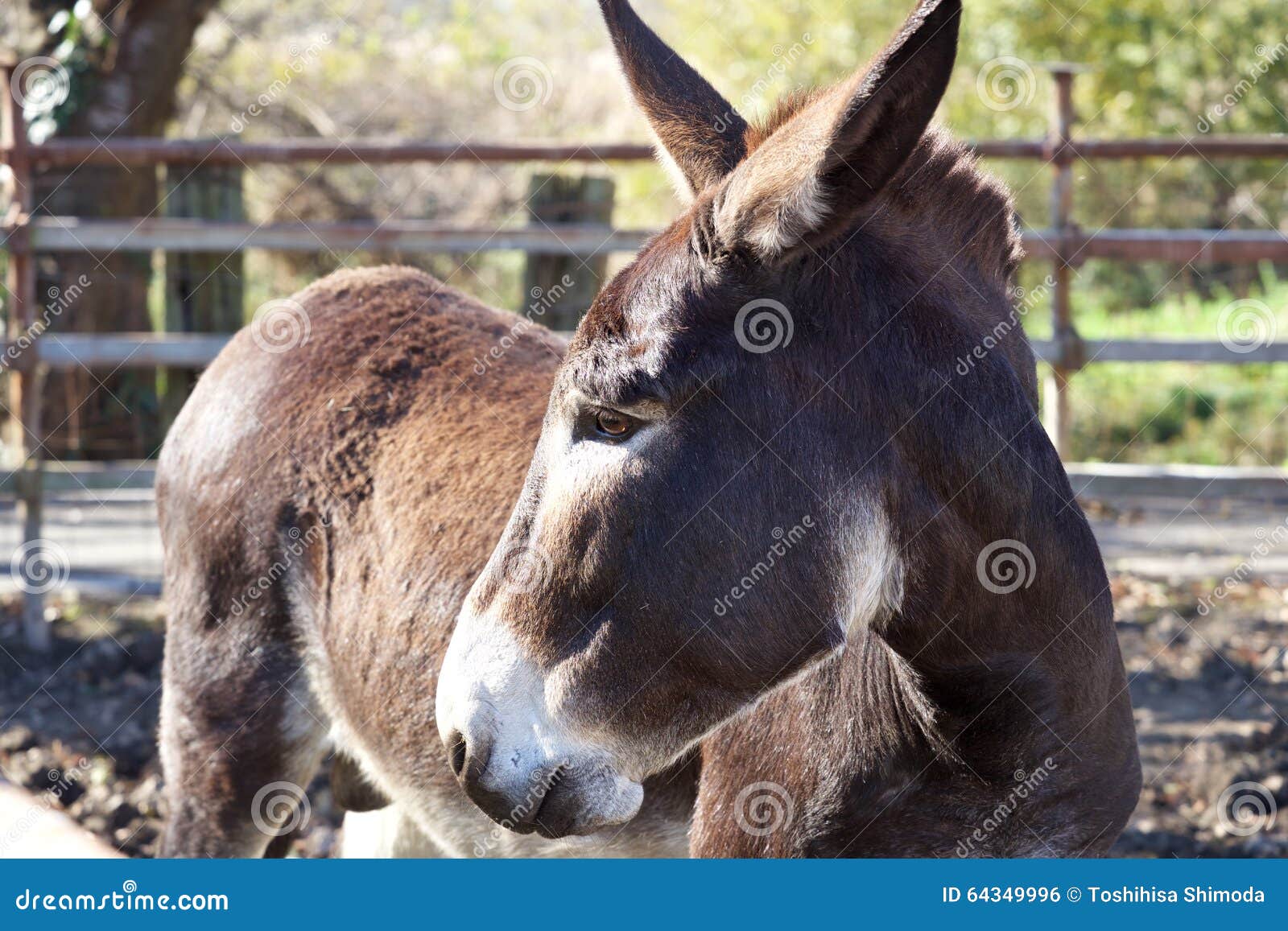 Ojos de un burro foto de archivo. Imagen de pista, cara - 64349996