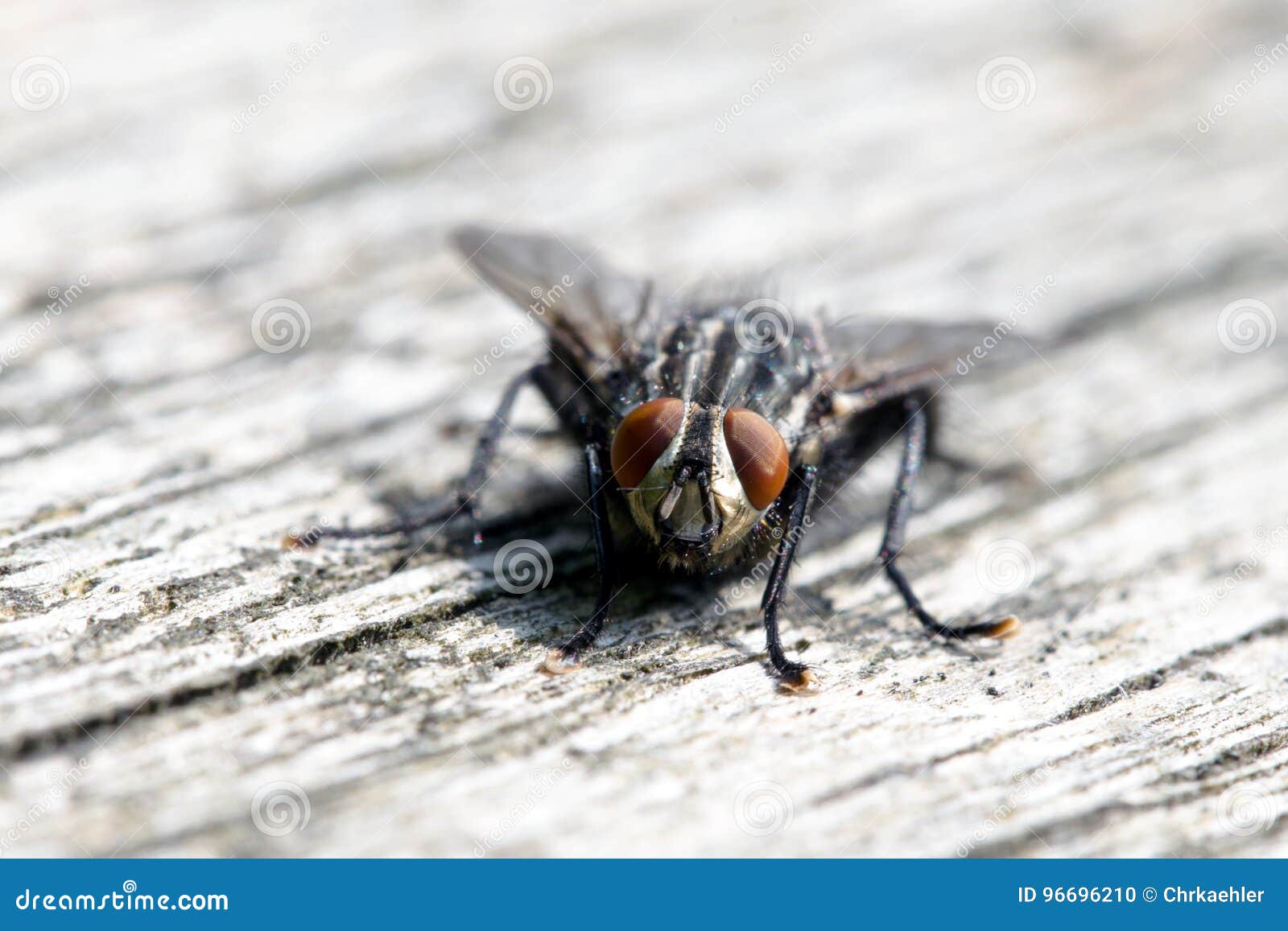 Ojos de una mosca foto de archivo. Imagen de primer, cierre - 96696210