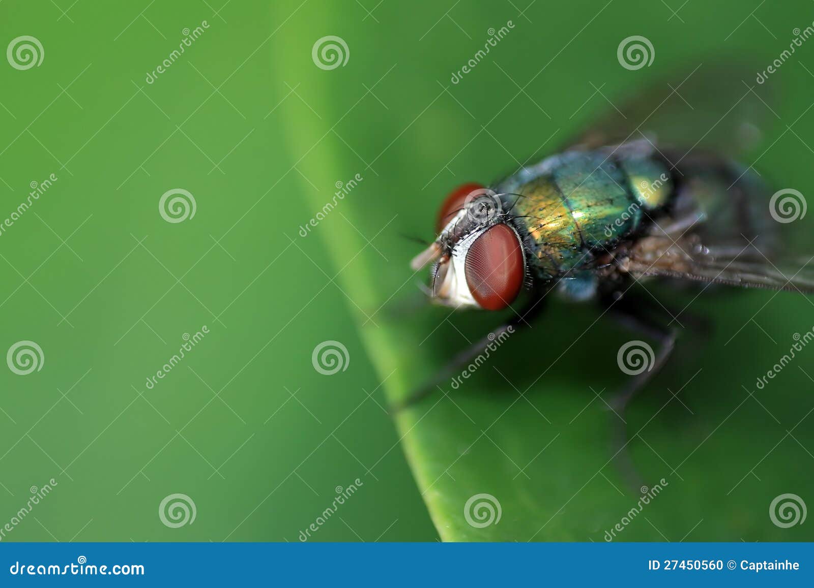 Ojos De Una Mosca, Primer Extremo Foto de archivo - Imagen de moscas ...