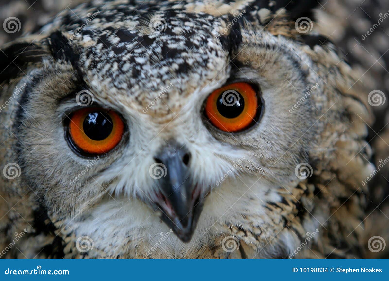 Ojos del buho foto de archivo. Imagen de fuerza, cierre - 10198834