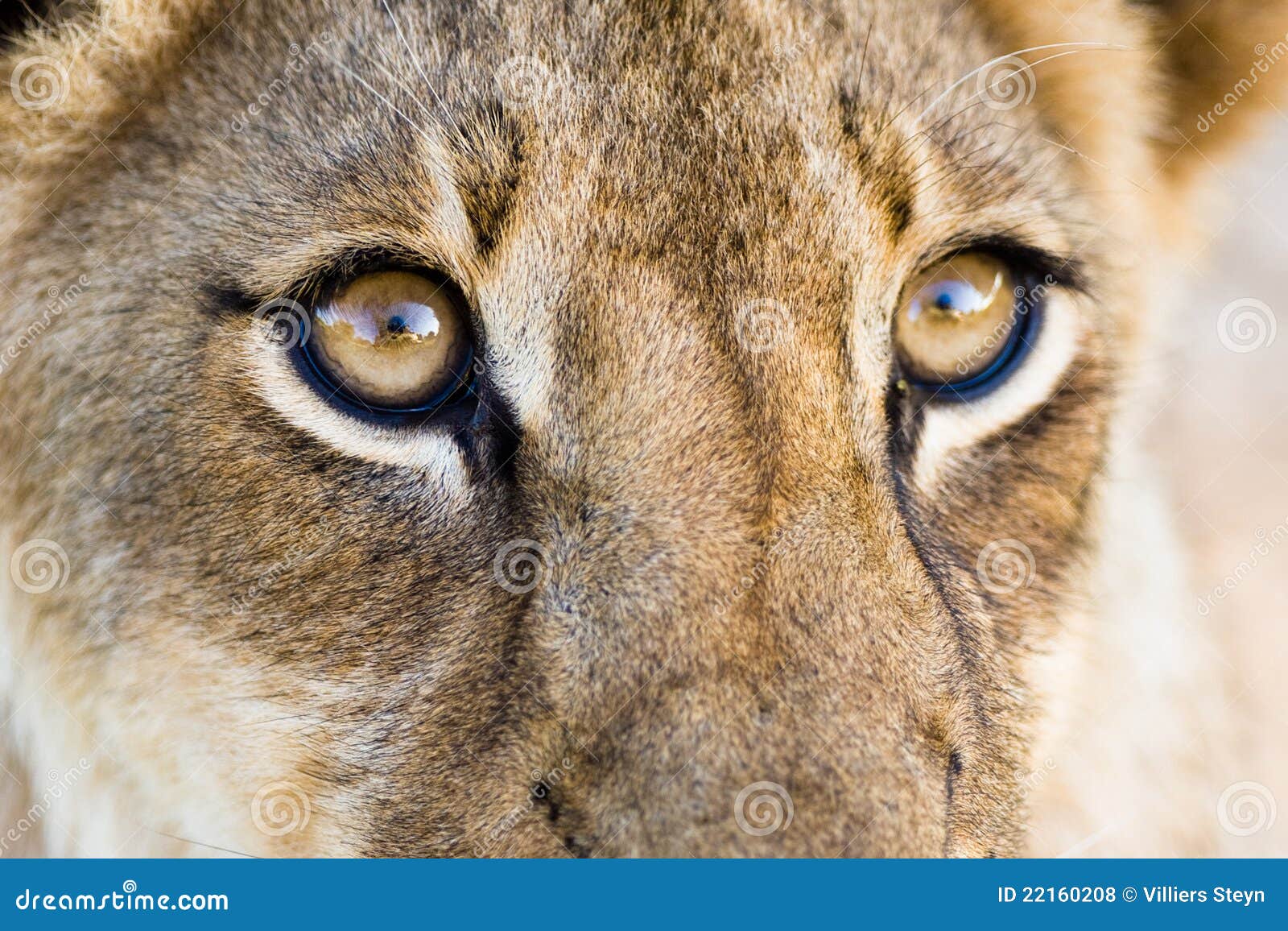 Ojos del león foto de archivo. Imagen de horizontal, pupilas - 22160208