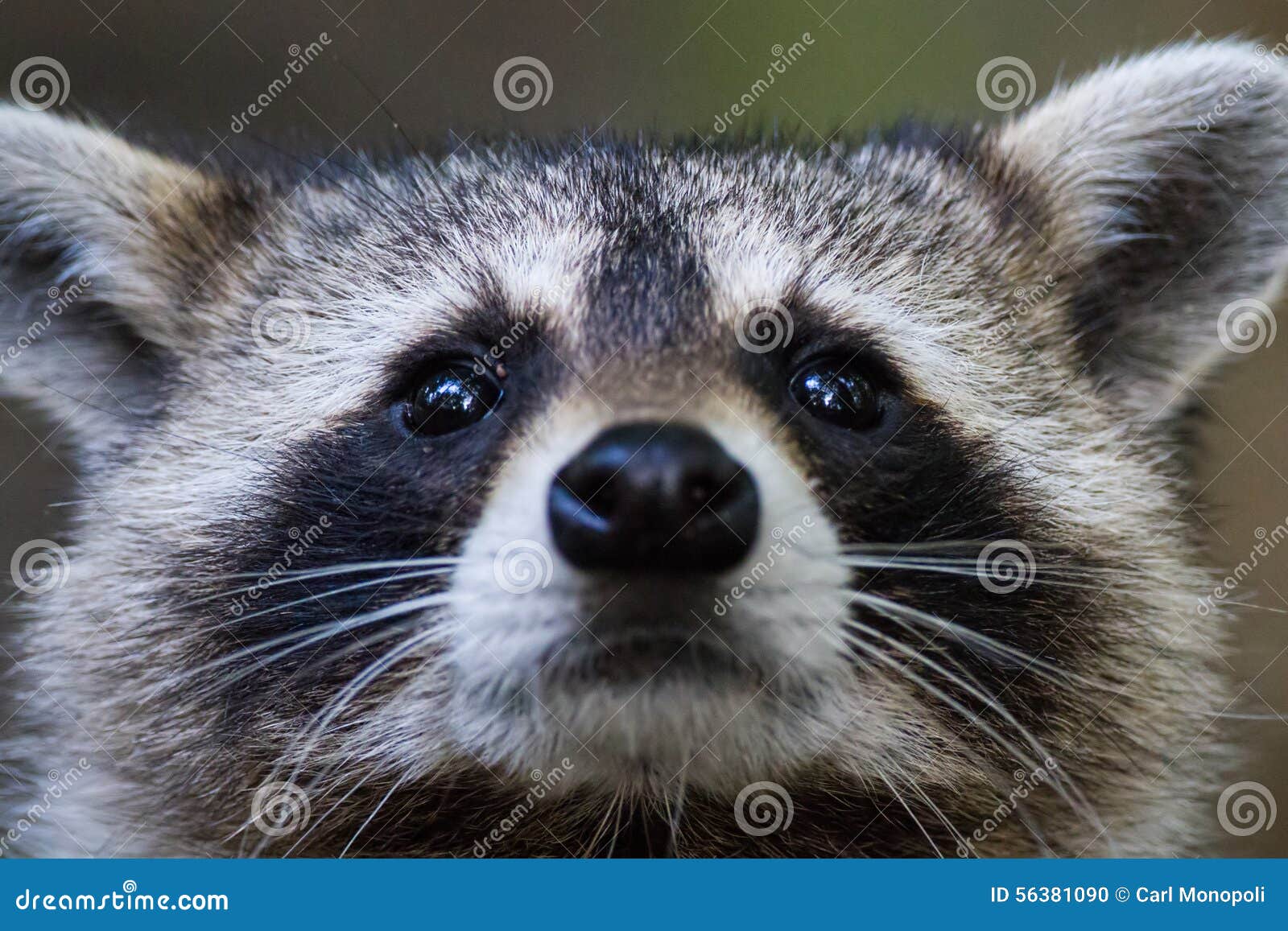 Ojos del mapache foto de archivo. Imagen de blanco, cara - 56381090