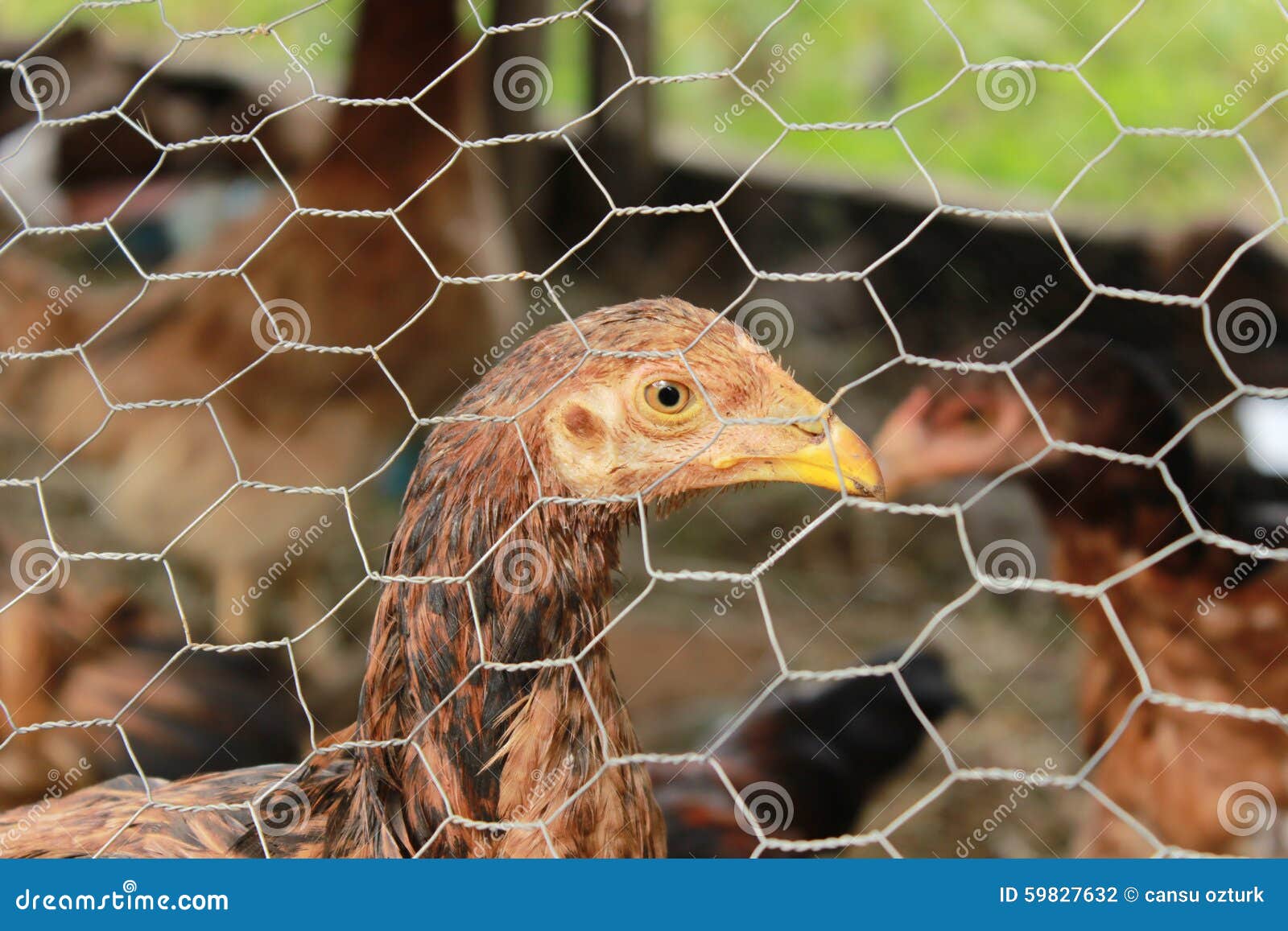 Ojos del pollo foto de archivo. Imagen de huevo, granja - 59827632