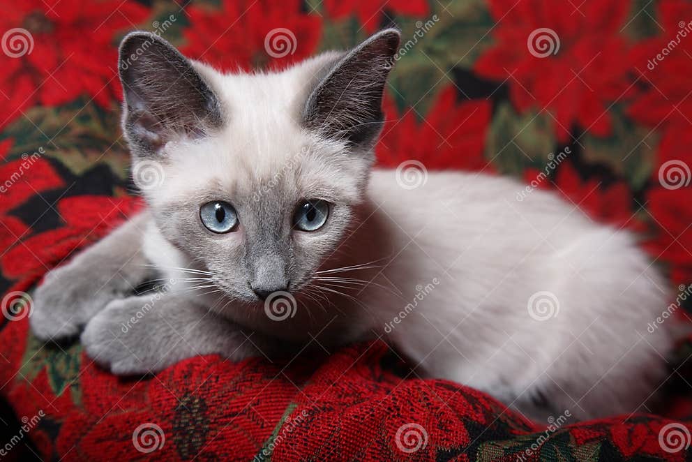 Ojos inocentes foto de archivo. Imagen de endechas, navidad - 3736788